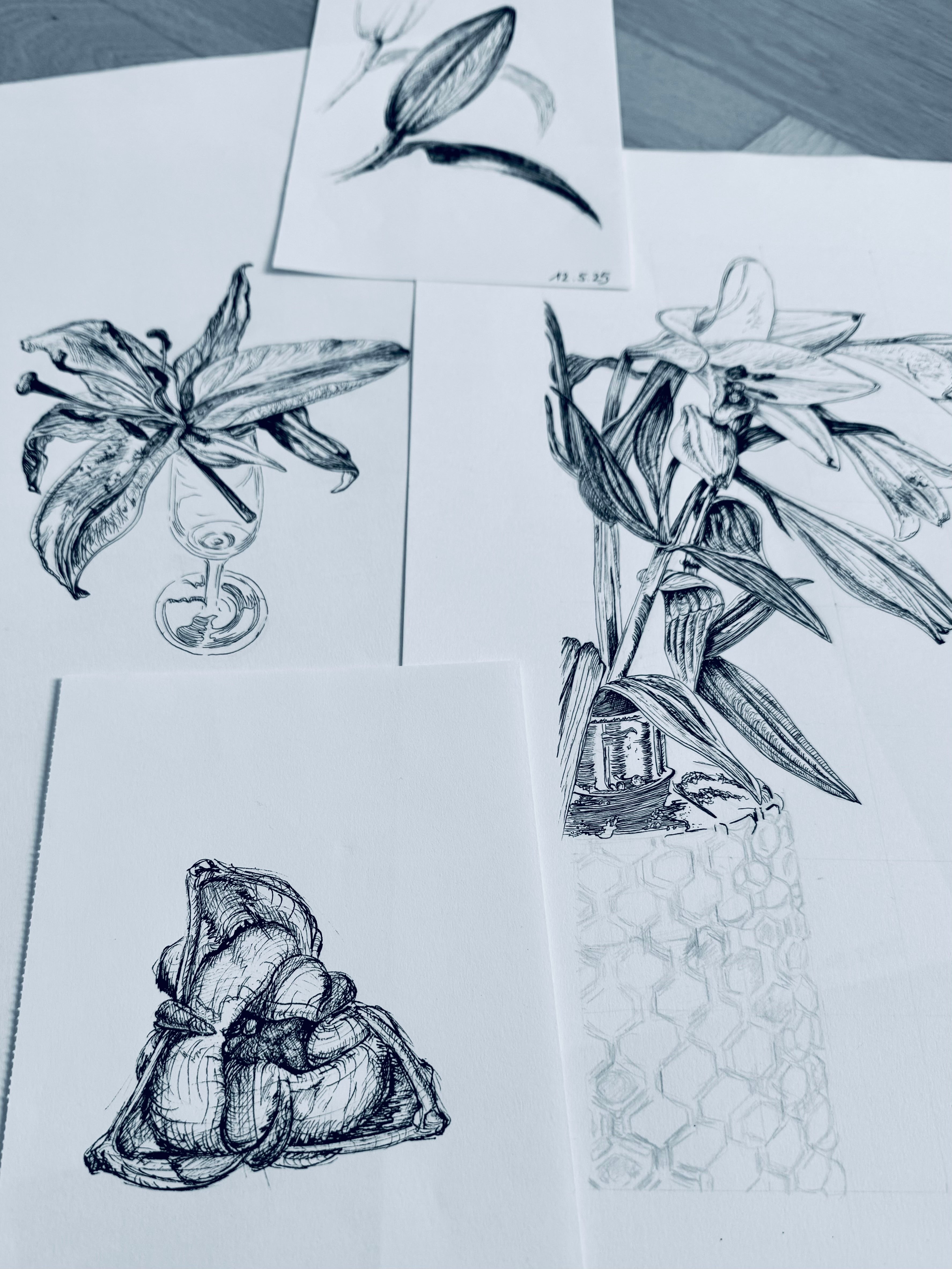 LILY IN LINES – Myriams Art
